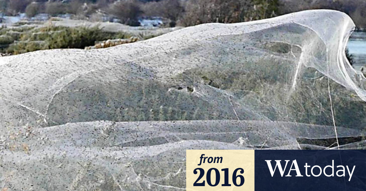 Video How Spiders Escape Floods